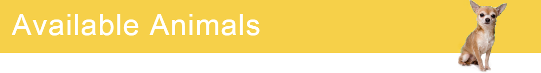 Available Animals - Lower Mainland Humane Society