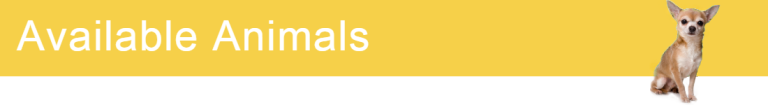 Available Animals - Lower Mainland Humane Society